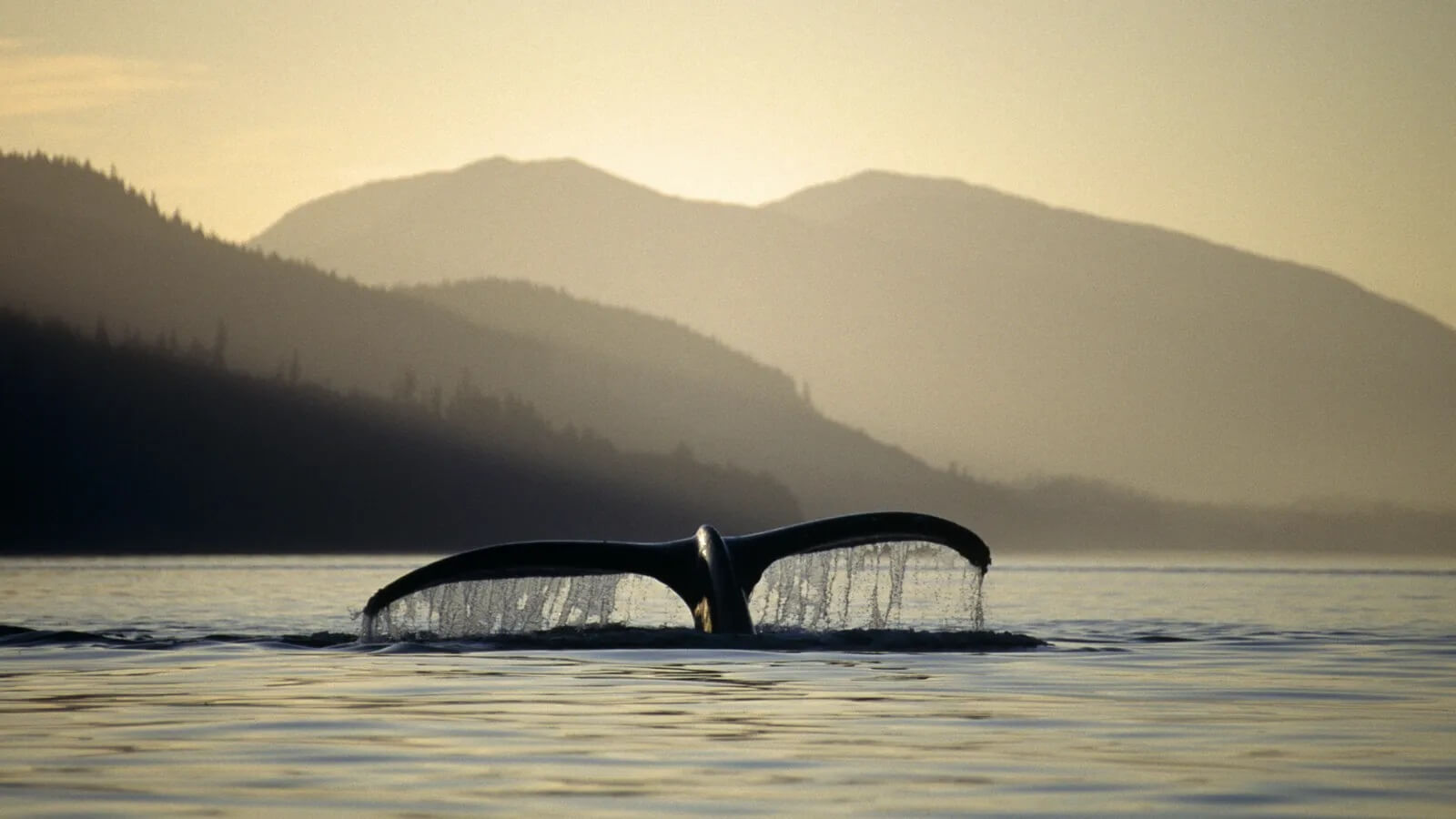 How whales help cool the Earth - Sharing Perspectives Foundation